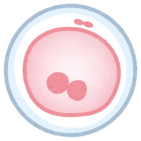 いろいろな受精卵のイラスト かわいいフリー素材集 いらすとや
