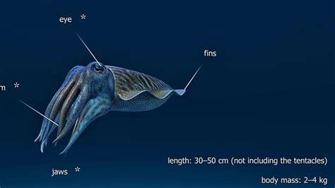 Common Cuttlefish Anatomy Backgrounds Motion Graphics Ft Cuttlefish