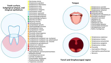 Streptococcus Salivarius Morphology