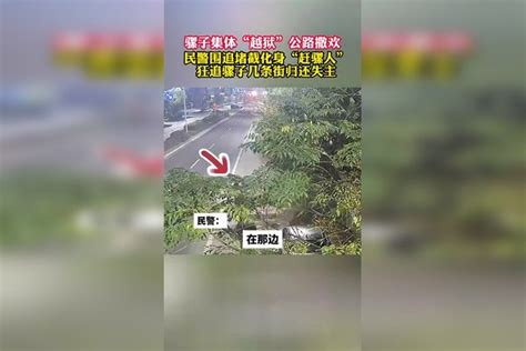 骡子集体“越狱”公路撒欢，民警围追堵截化身“赶骡人”