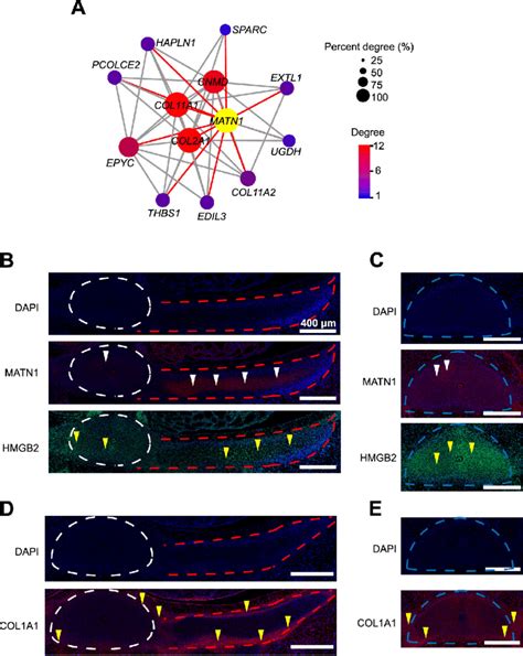 Osteogenesis Network Construction And Cell Type Specific Marker