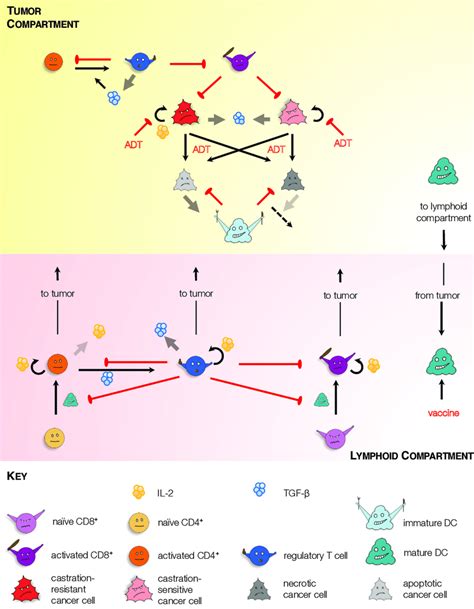 Schematic Showing Interactions Between Model Variables And Their