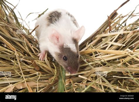 Fancy Mouse Adult In Straw Studio Picture Against A White Background