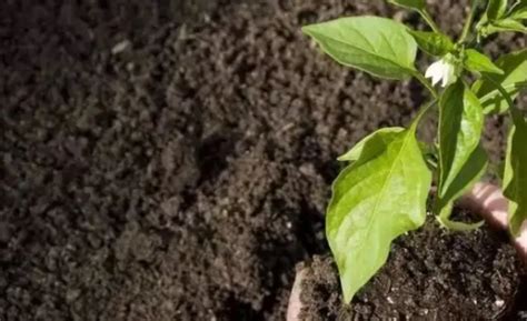 微酸性土壤怎么弄 土壤改良 新农资360网 土壤改良 果树种植 蔬菜种植 种植示范田 品牌展播 农资微专栏