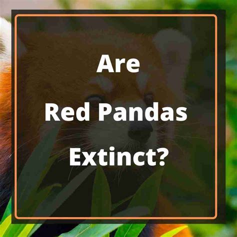 Are Red Pandas Extinct [explained]