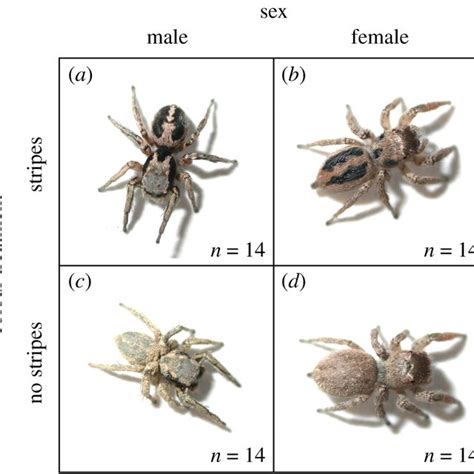 experimental colour manipulation showing a a sham control male male download scientific