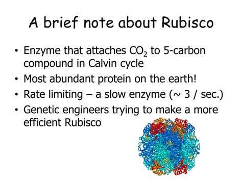Ppt Phase 2 The Calvin Cycle Powerpoint Presentation Free Download Id 6938365