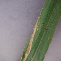 Corn Detection And Classification Object Detection Dataset By Robbery