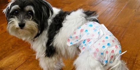 Sexing Puppies — How To Determine The Sex Of Newborn Puppies