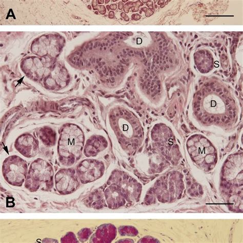 Labial Glands At Low A And High Magnification B C Hande Stain A Download Scientific