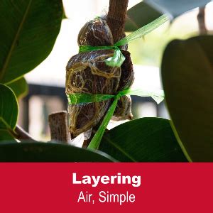 Propagating Houseplants Yard And Garden