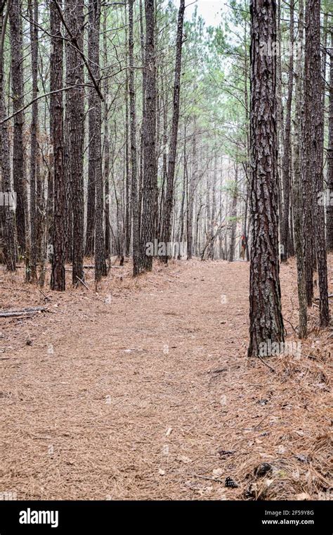 Tall Winding Tree Lined Path Through The Forest Woods Stock Photo Alamy