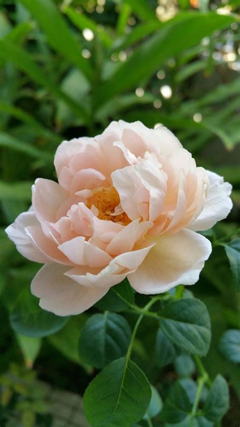 Beautiful Pink Peony Flower