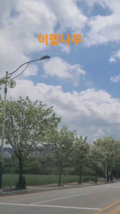 거리에는 하얀쌀밥처럼 이팝나무꽃이 하늘하늘 하늘여행 이찬원 Youtube