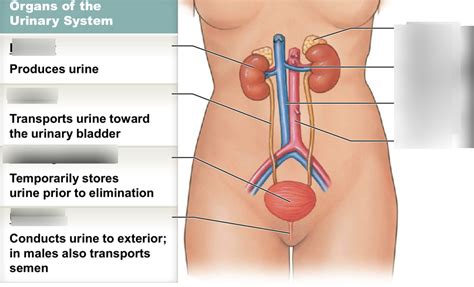 Anatomy Exam 5 Digestive Urinary Reproductive Diagram Quizlet