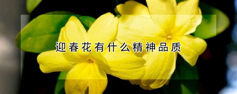 迎春花有什么精神品质 发财农业网