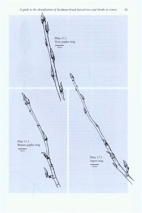 A Guide To The Identification Of Deciduous Broad Leaved Trees And