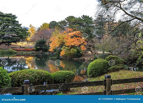 Tokyo Japan On December7 2019 Fall Foliage At Shinjuku Lective