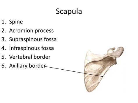 Supraspinous Fossa