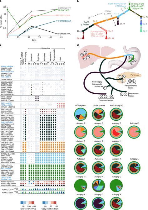Serial Liquid Biopsy And Autopsy In A Patient With Fgfr2 Download Scientific Diagram