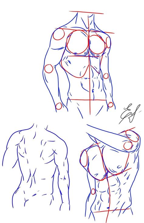 Анатомия мужского тела