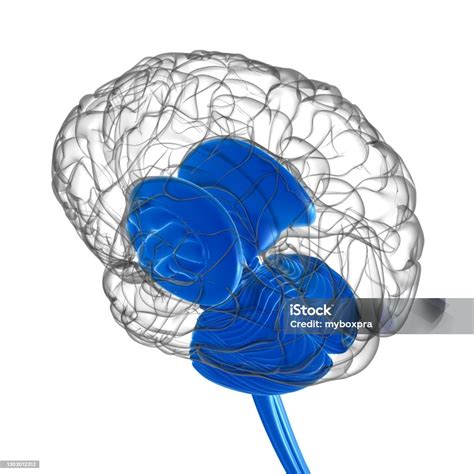 인간의 뇌 내부 부분 해부학 용 의료 개념 3d 일러스트 0명에 대한 스톡 사진 및 기타 이미지 0명 3차원 형태 건강