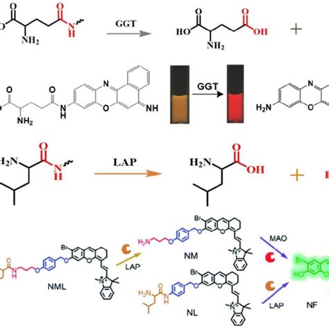 A Schematic Illustration Of The Stimulation Response Mechanism Of GGT Download Scientific