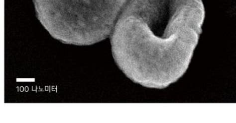 韓 30년 묵은 미스터리 해양 미생물 정체 밝혔다