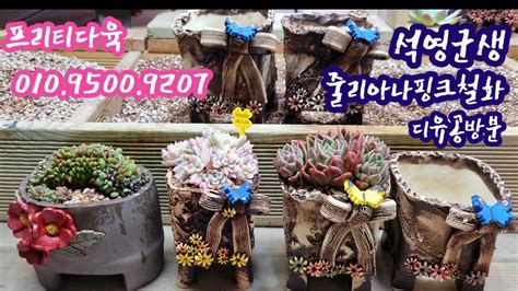 숯볼 입고되었어요 프리티다육에서 줄리아나핑크 And 석영군생을 예쁜 나비분에 분갈이해요~ Youtube