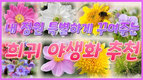 국내에서 구하기 힘든 야생화 식물 모음 전국 택배가능 Youtube