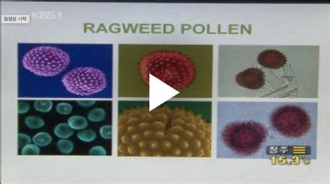 가을철 꽃가루 알레르기 주의 Kbs 20101008 새소식 한국 꽃가루알레르기 연구협회
