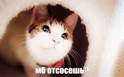 Создать мем няшная кошка милые коты няшный кот Картинки Meme