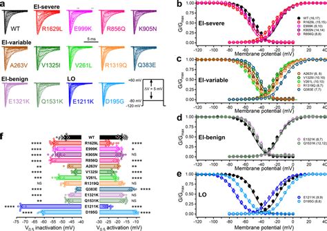Voltage Dependence Of Activation And Inactivation Of Wild Type Wt And