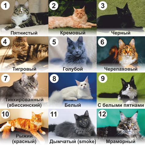 Виды окраса кошек 65 фото