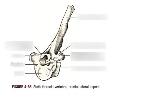 6th Thoracic V Cranial Lateral Diagram Quizlet
