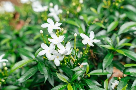 Premium Photo Jasminum Sambac Arabian Jasmine Or Sambac Jasmine Is A Species Of Jasmine Native