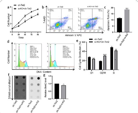 Effects Of α Kg On The Growth And Proliferation Of K562 Cells A K562