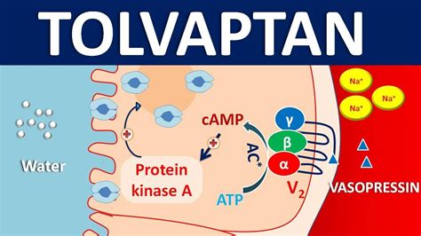 Tolvaptan For Hyponatremia Side Effects Precautions And Uses Youtube