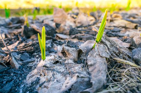 마늘의 젊은 녹색 콩나물은 저녁에 채소밭에서 자랍니다 식물 콩나물은 정원 침대에서 마른 낙엽을 뚫습니다 겨울 후 첫 온난화 0명에 대한 스톡 사진 및 기타 이미지 Istock