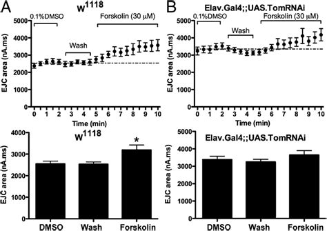 Tomosyn Rnai Occludes Camp Dependent Synaptic Enhancement A Bath