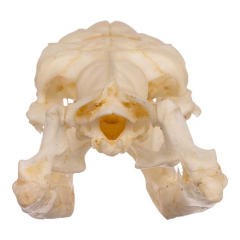 Real Reticulated Python Skull For Sale — Skulls Unlimited International