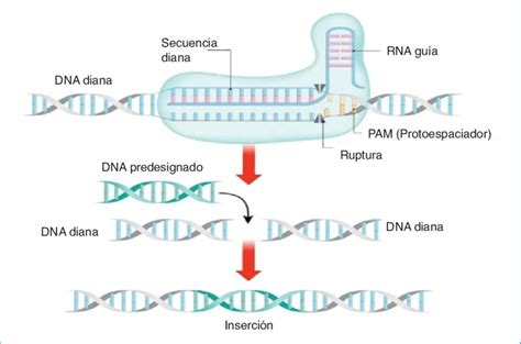 edición del genoma modificado de ran fa et al nat protoc 2013 download scientific diagram