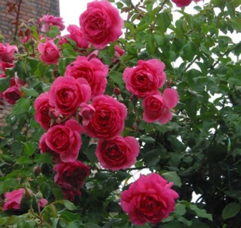 Rose Parade 20ლ Facebook