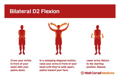 D2 Extension And Flexion At Skye Kingsley Blog