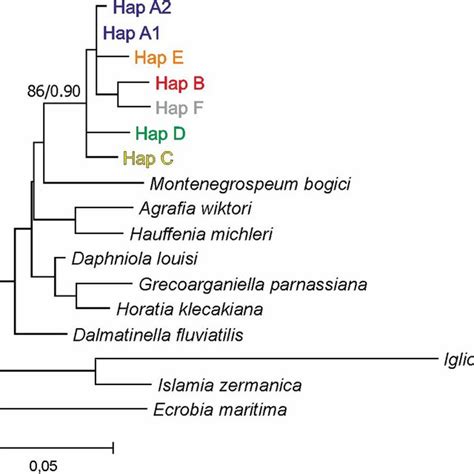 maximum likelihood coi tree showing phylogenetic relationships between
