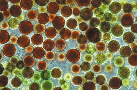 雨生红球藻haematococcus Pluvialis 上海光语生物科技有限公司