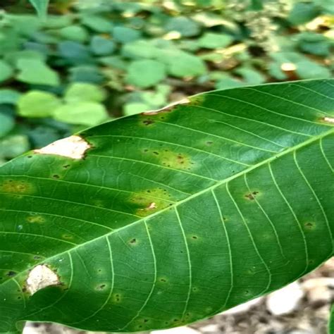 Rubber Leaf Detection Object Detection Dataset By Ellansdasddsadsadd2edd