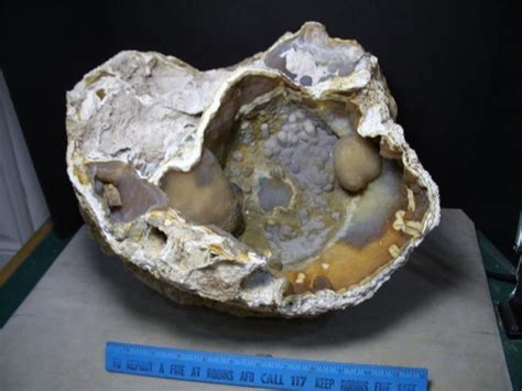 Large Fossilized Agatized Coral Head 072617s “special Below Dealer Cost ” The Stones