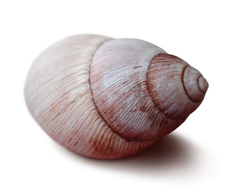 Free Stock Photos Rgbstock Free Stock Images Shell 4 Alessandro