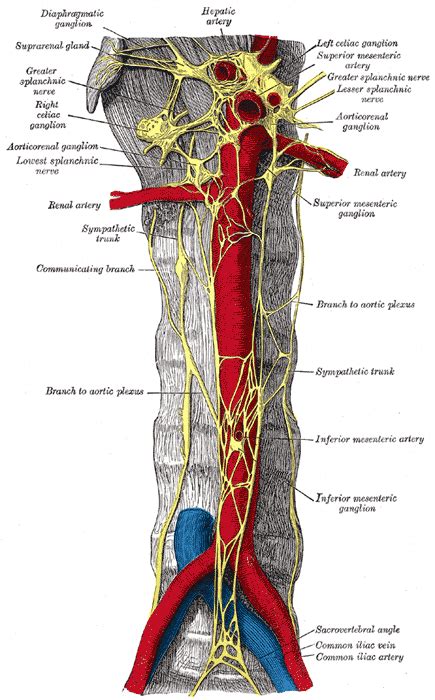 Celiac Plexus Block Openanesthesia